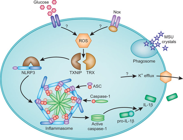 Descubierta molécula que causa la diabetes, TXNIP | Medical Press